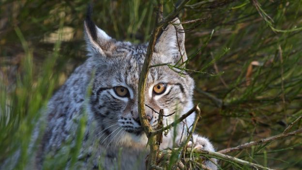The return of the lynx - BBC News