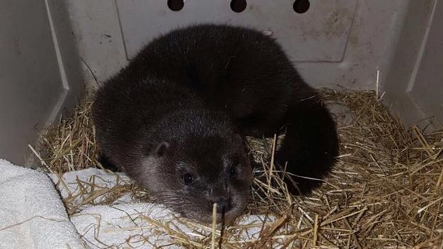 Orphaned baby otter in roadside rescue - BBC News