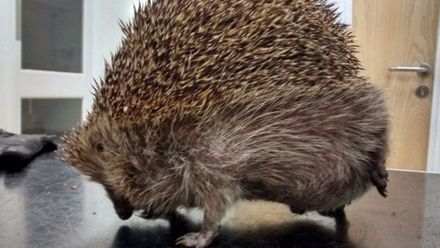 'World's fattest hedgehog' placed on diet and exercise regime - BBC News