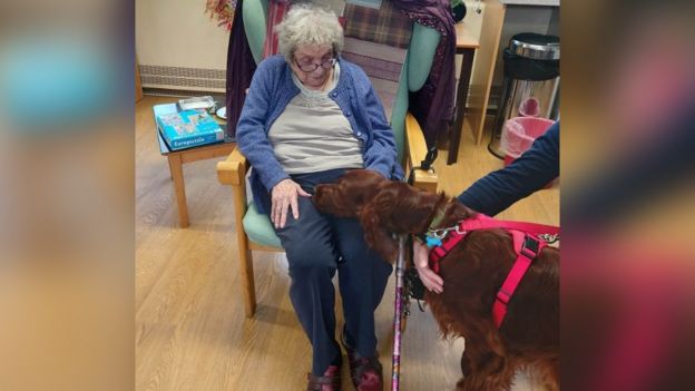Cambridge woman, 97, meets red setter dogs for birthday wish - BBC News