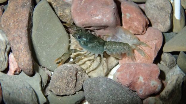 First captive-bred white claw-crayfish spawn in Wales - BBC News