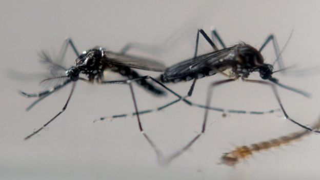Tourist industry on edge as Zika virus spreads - BBC News