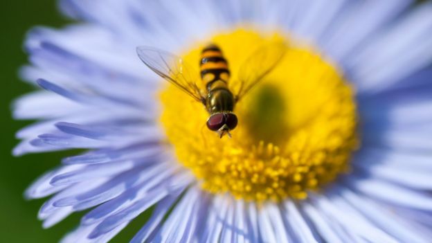 New clues to decline of bees and other pollinators - BBC News