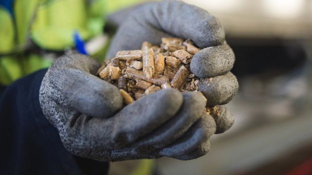 The controversy of wood pellets as a green energy source - BBC News