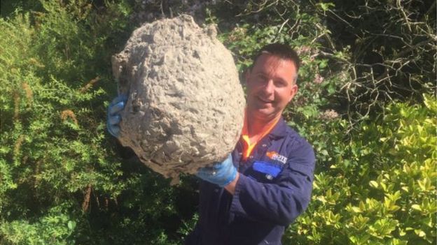 What to do if you're attacked by a swarm of wasps - BBC News