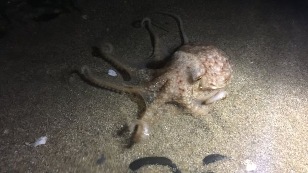 Group of octopuses spotted on Ceredigion beach - BBC News