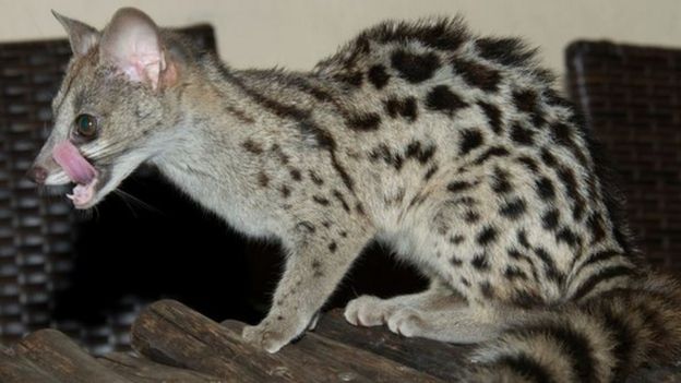 'Cat-like' genet found 200 miles from home at car depot - BBC News