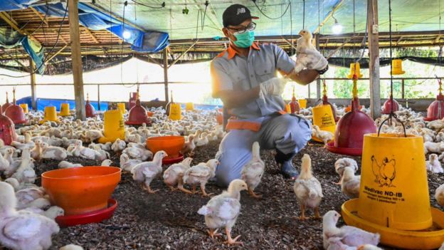 Influenza: llmuwan menemukan sistem pertahanan dalam tubuh yang ...