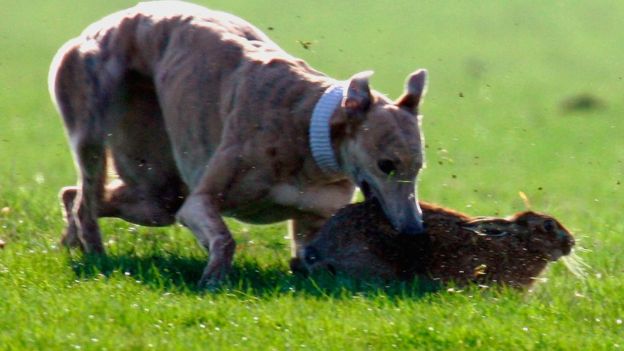 Lincolnshire hare coursers crash car in bid to escape - BBC News