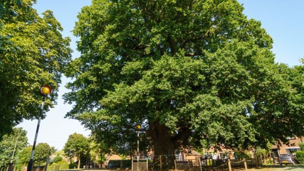Woodland Trust competition to find England's top trees - BBC News