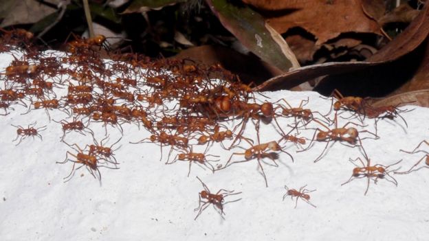 Army ants 'mind the gap' efficiently - BBC News