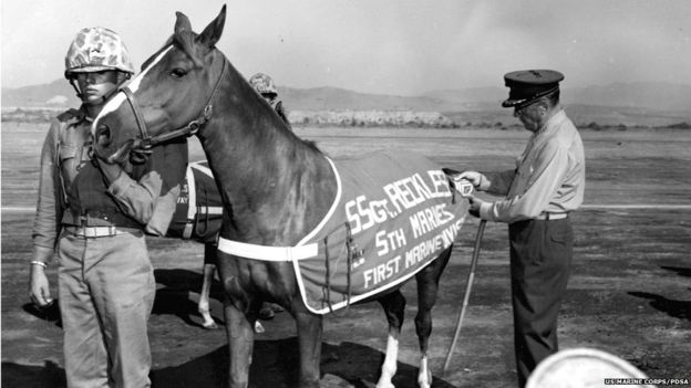 War horse Sergeant Reckless has finally been honoured for her bravery ...