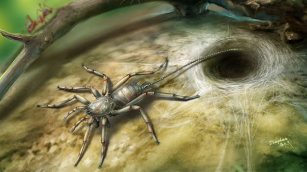 'Extraordinary' fossil sheds light on origins of spiders - BBC News