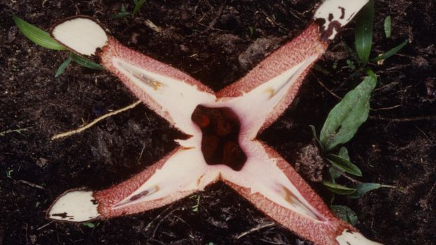Hydnora: Scientists make discovery about this unusual and smelly plant ...