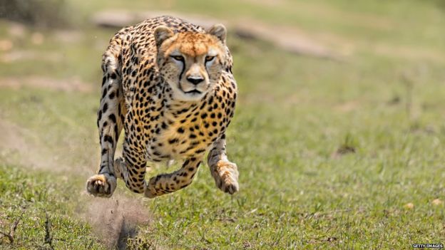 Why the cheetah is a champion sprinter - BBC News