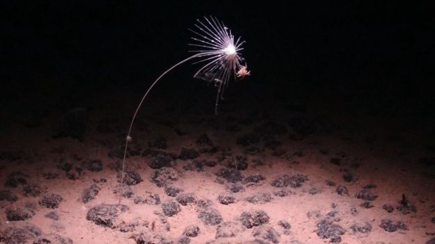 Underwater creatures: 5,000 new species found in the Pacific Ocean ...