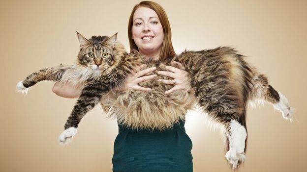 Super-sized animals: Rat-sized moths, giant snails, huge penguins and ...