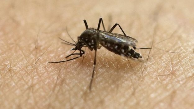 Zika: Brazil to deploy army in fight against virus - BBC News