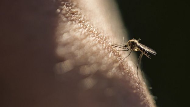 Malaria La Prometedora Vacuna Que Demostró Por Primera Vez Una Alta
