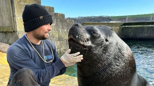 Cornish Seal Sanctuary's tribute to 'incredible soul' sea lion - BBC News