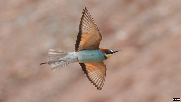 Rare bee-eater birds at Cumbrian quarry attract thousands - BBC News