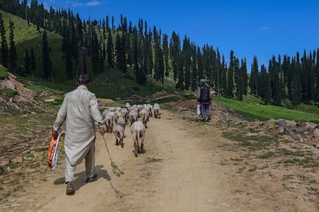 In photos: Kashmir's Bakarwal tribe faces existential crisis - BBC News