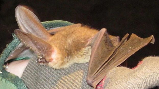 Rare bat population on Bristol estate more than doubles - BBC News