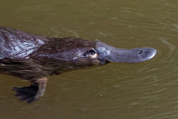 Scientists discover that platypus fur glows under UV light - BBC Newsround