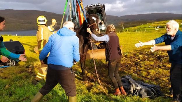 'Miracle' rescue of horse stuck in septic tank on Skye - BBC News
