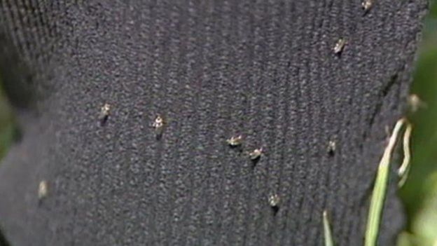 Blandford fly River Stour treatment to continue - BBC News