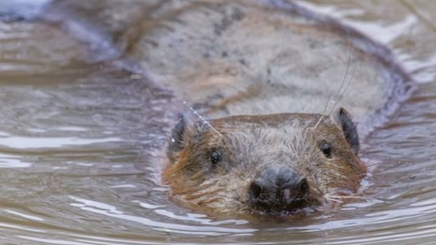 Conservation: Wales beaver release survey launched - BBC News