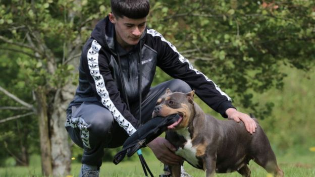 Dog mutilation: Breeders cropping ears to follow social media trend ...