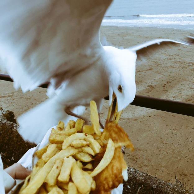 Cheeky seagull caught stealing fish and chips in Tenby - BBC News