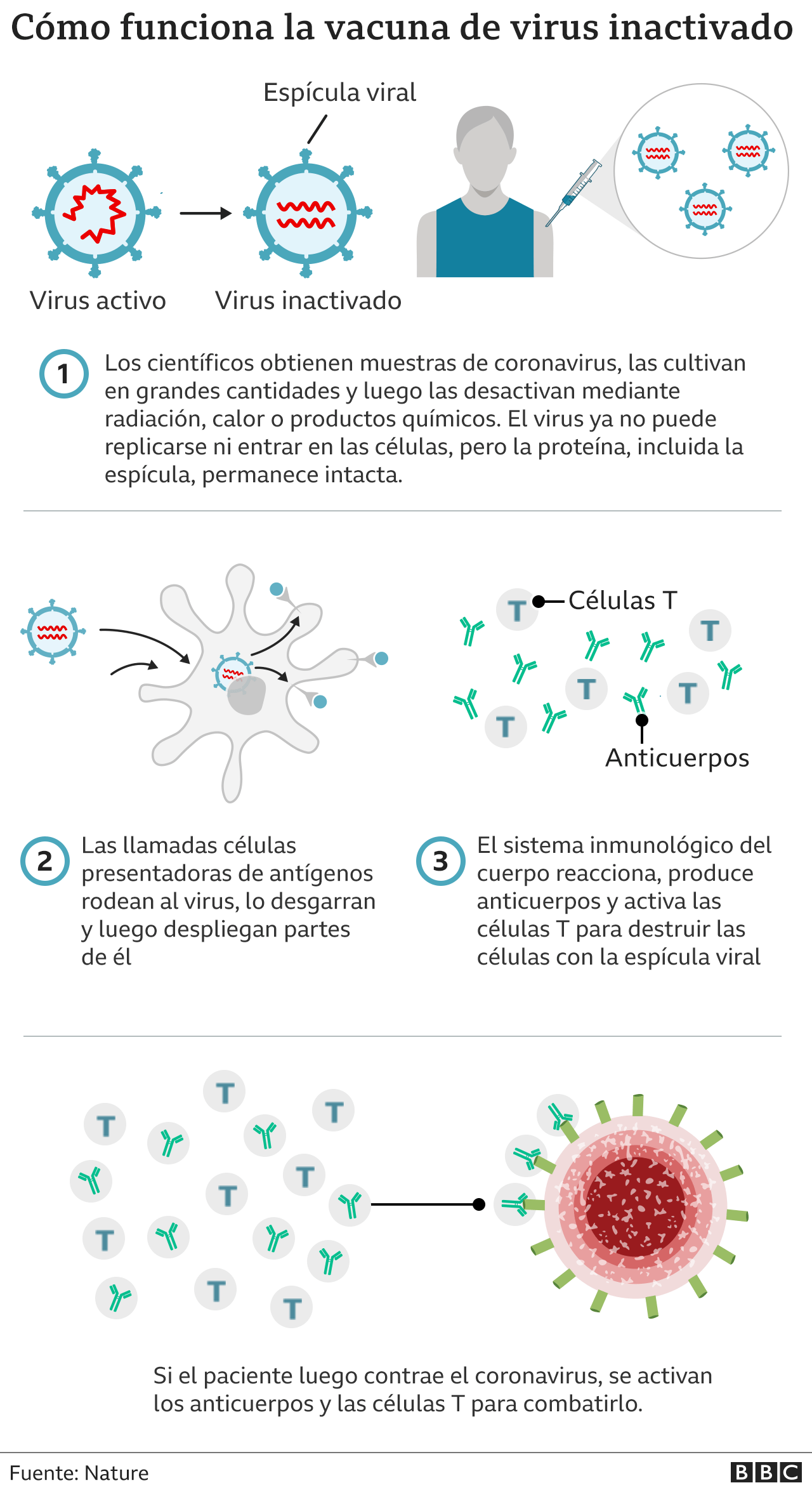 Coronavirus: las dudas sobre la eficacia de las vacunas chinas (y cómo se explica el aumento de ...