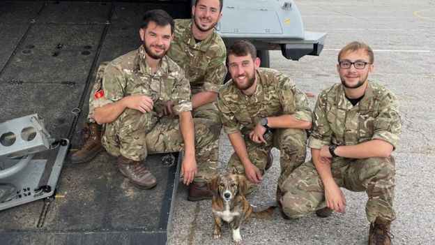 Yeovilton: Royal Navy raising cash to rescue stray puppy - BBC News