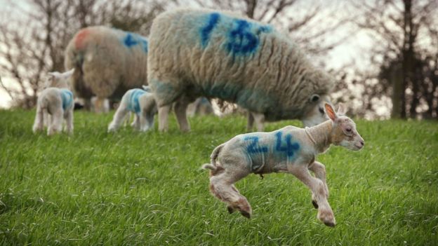 Fleecing the farmers: The true cost of stealing sheep - BBC News