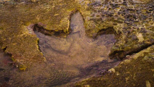 Kimberley fossil tracks are Australia's 'Jurassic Park' - BBC News