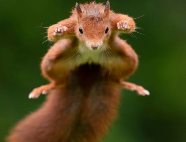 Red squirrel photographer 'spent a year getting perfect shot' - BBC News