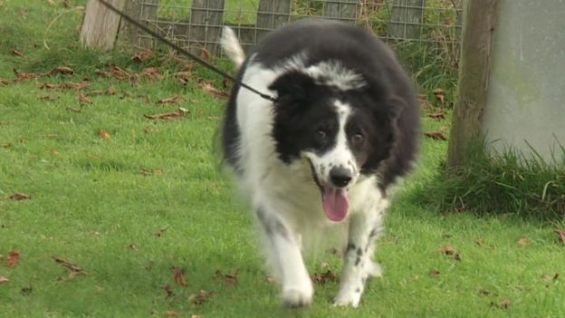 Big dog Bopper the Whopper is 'too fat for a kennel' - BBC News
