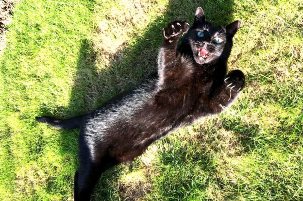 Black cat awareness day: 'Beauty is more than fur deep' - BBC News