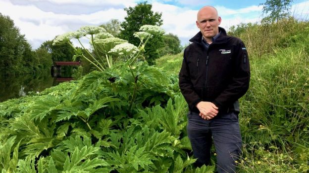 'Nasty' Giant Hogweed thrives as lockdown cuts treatment - BBC News