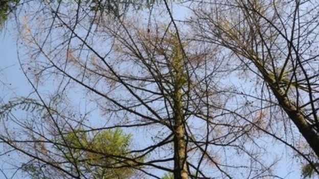 Giant 200-year-old redwood tree cut down 'by mistake' - BBC News