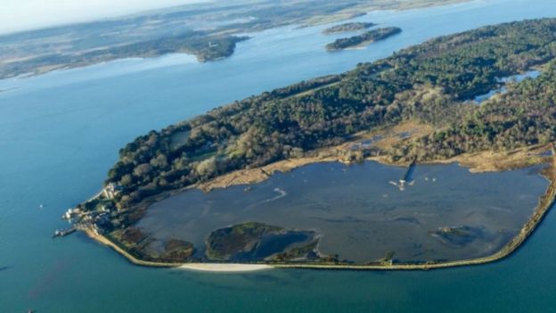 Brownsea Island red squirrel leprosy study - BBC News
