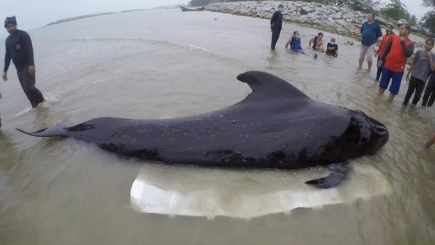 Killer whale still carrying dead baby after 16 days - BBC News