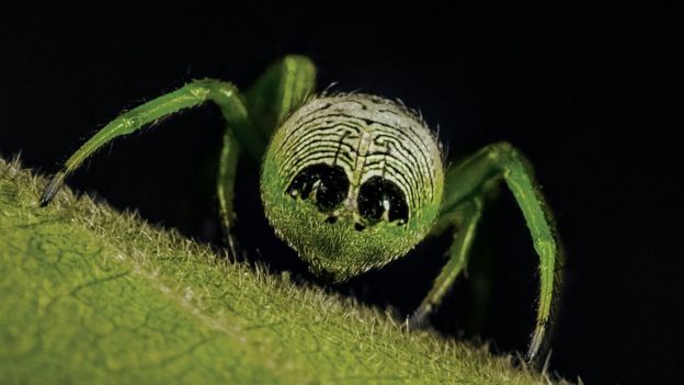 Las aterradoras arañas australianas que asustan pero no hacen daño ...