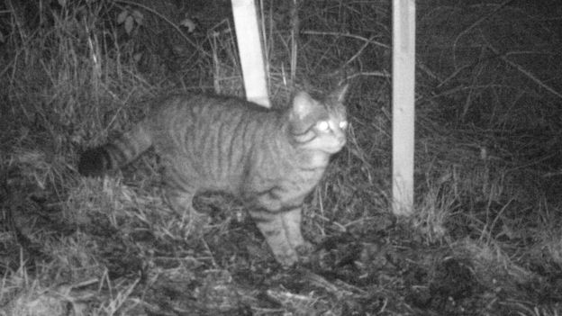 'Grumpy' wildcat caught in fox trap cage near Huntly - BBC News