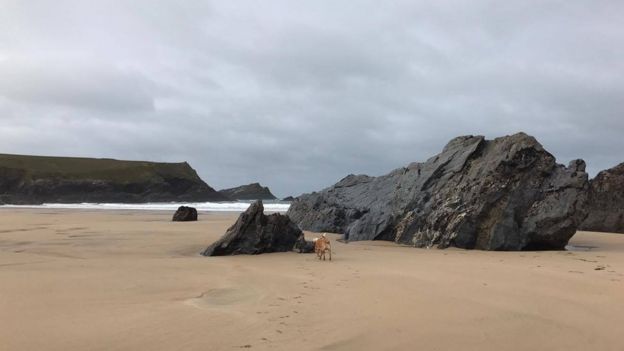 Safe to swim in sea, says expert after suspected shark attack - BBC News