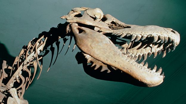 Giant prehistoric caiman had extra hip bone to carry its weight - BBC News