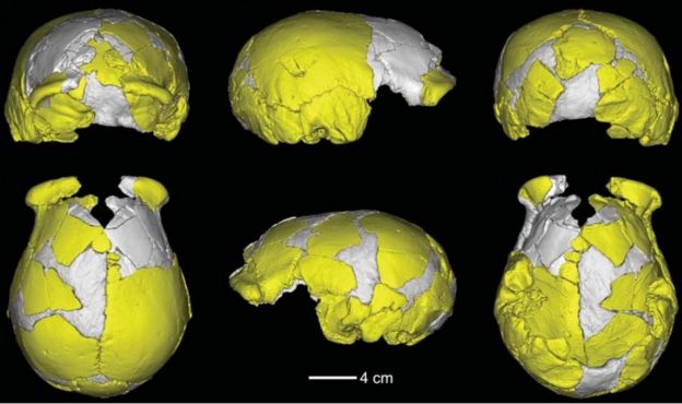 Ancient skulls give clues to China human history - BBC News