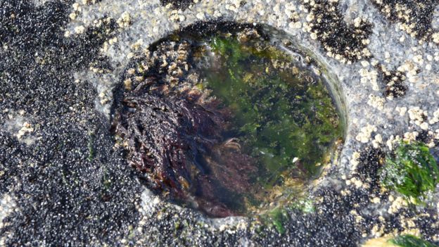 Wildlife colonises man-made rockpools - BBC News